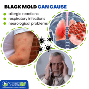 Black Mold in Insulation: Causes and Prevention | Cleaning Blog